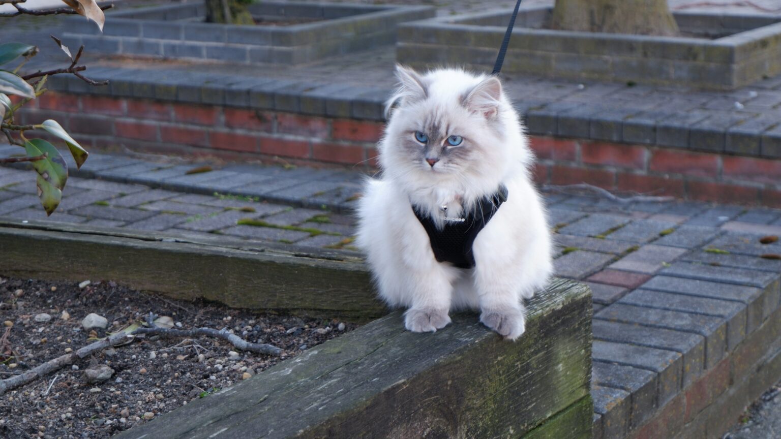 Meet The 11 Russian Cat Breeds (From Wildest To Most Familiar) - Love ...