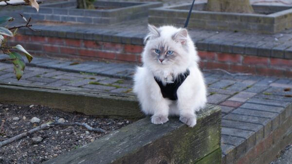 Meet The 11 Russian Cat Breeds (From Wildest To Most Familiar) - Love ...
