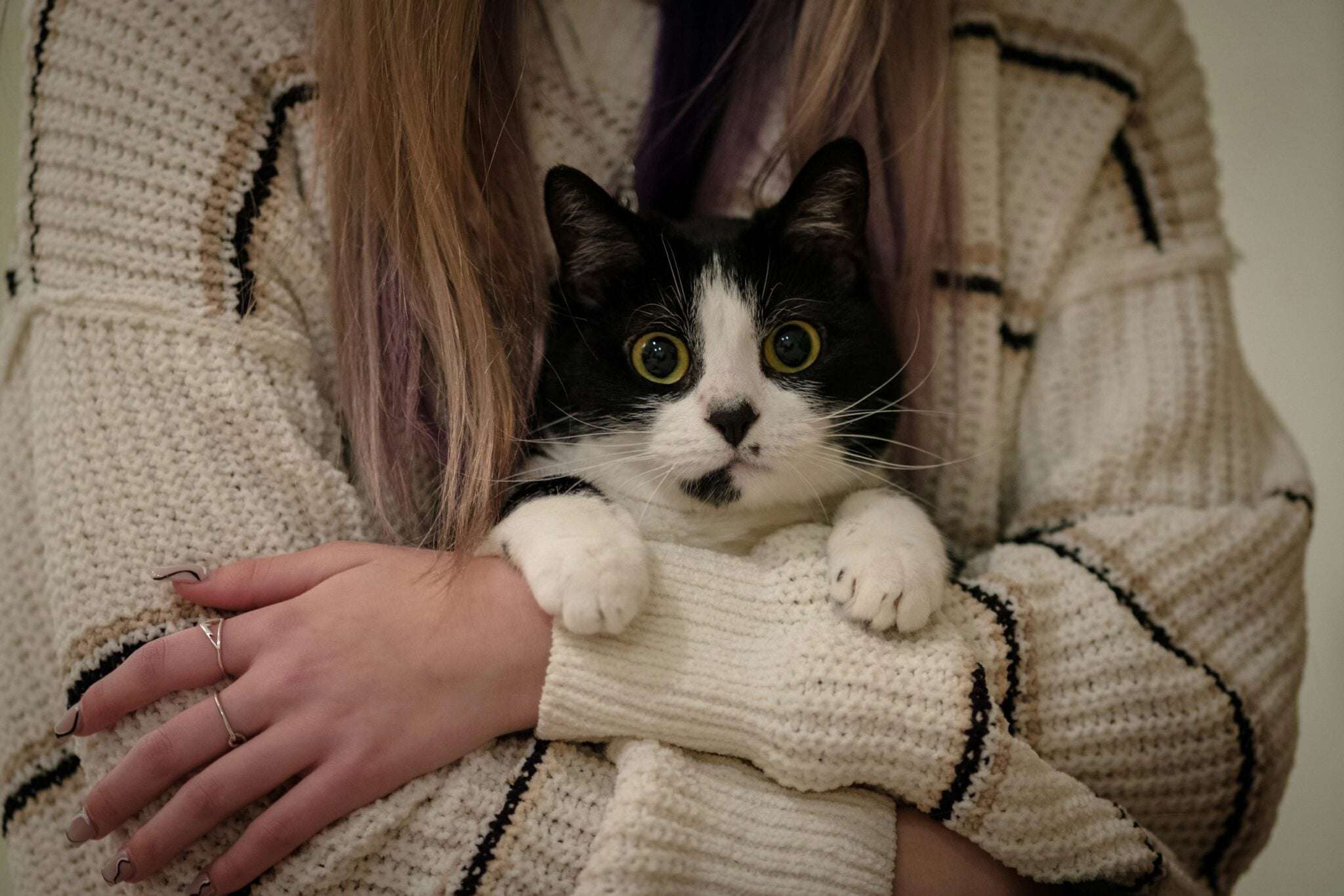 What Are Cats Scared Of? Explaining The Sudden Threat Of Everything ...