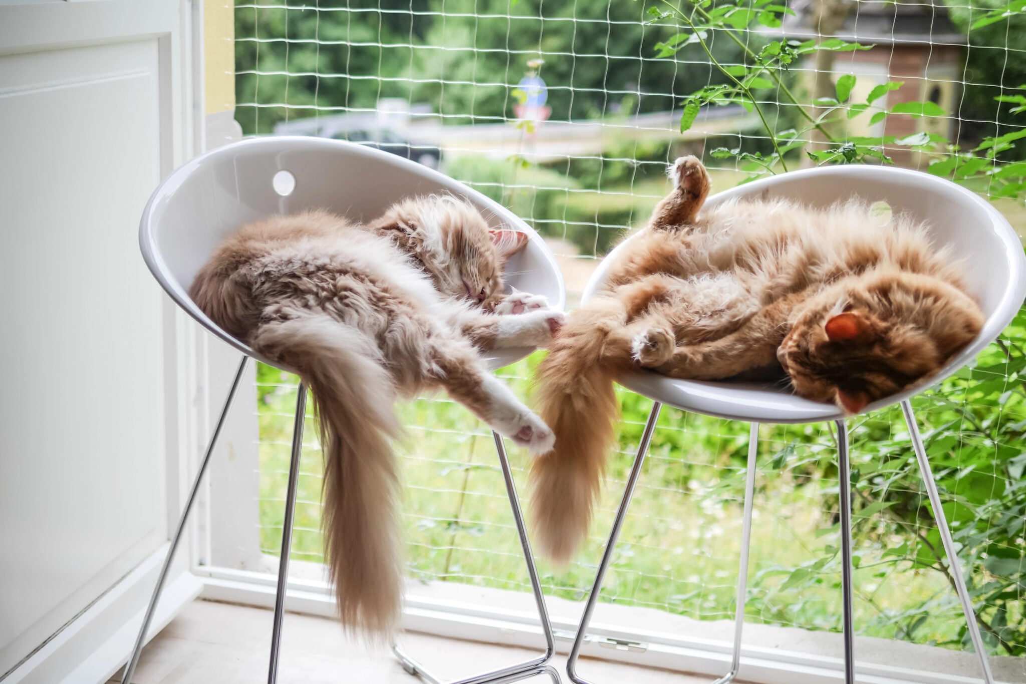 How Long Can Cats Be Left Alone (And When You Need A Sitter) - Love ...