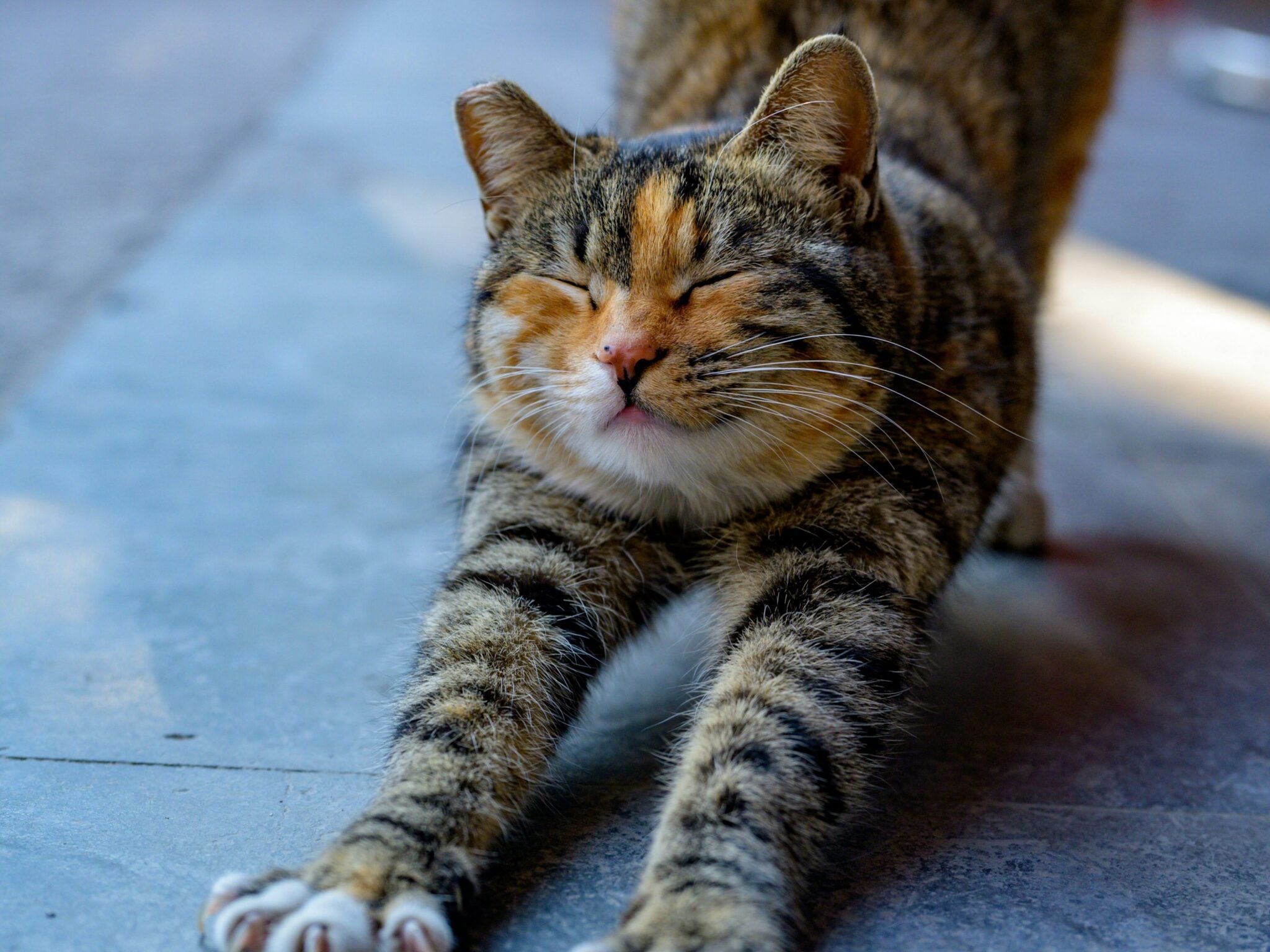 The Ultimate Guide to Trap Neuter Return (TNR) For Cats - Love Your Cat