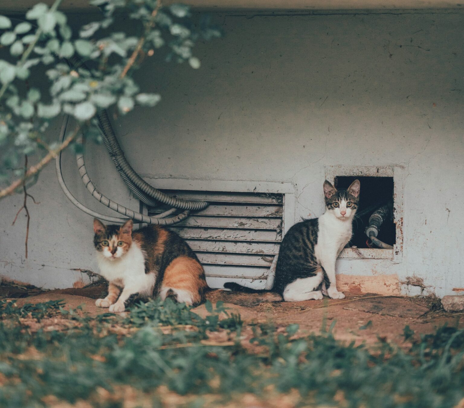 The Ultimate Guide to Trap Neuter Return (TNR) For Cats - Love Your Cat
