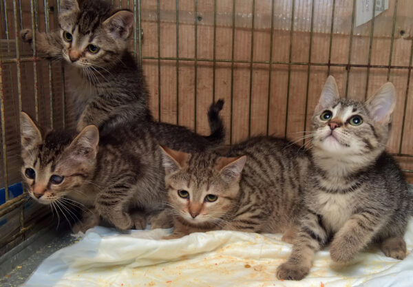 Is Adopting One Kitten Really A Problem? The Truth About Single Kitten ...