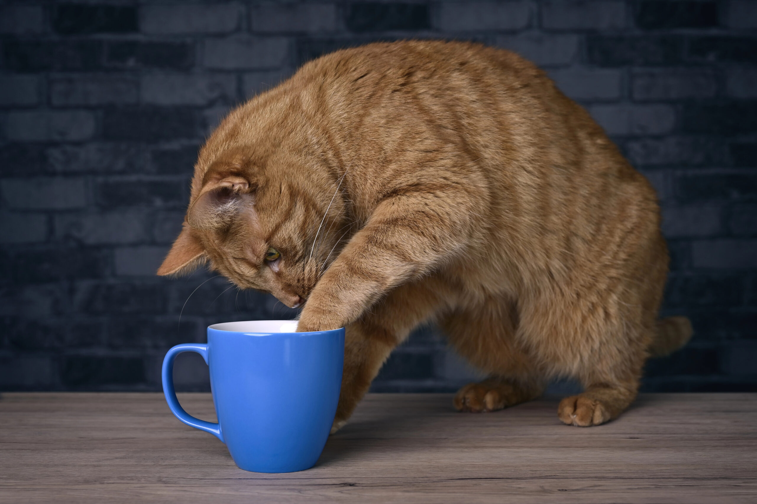 Why Do Cats Knock Things Over? The Answer Is More Calculated Than You ...