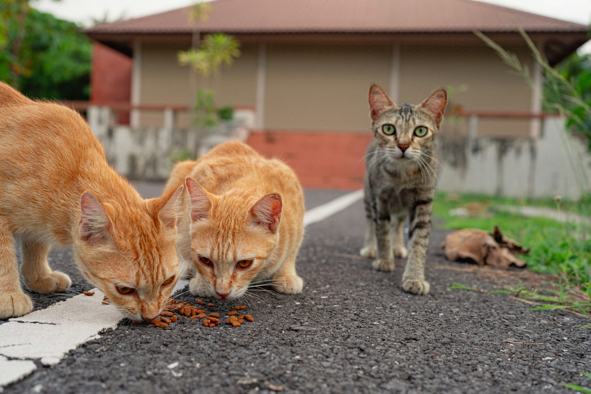 The Ultimate Guide to Trap Neuter Return (TNR) For Cats - Love Your Cat