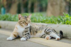 The Ultimate Guide to Trap Neuter Return (TNR) For Cats - Love Your Cat