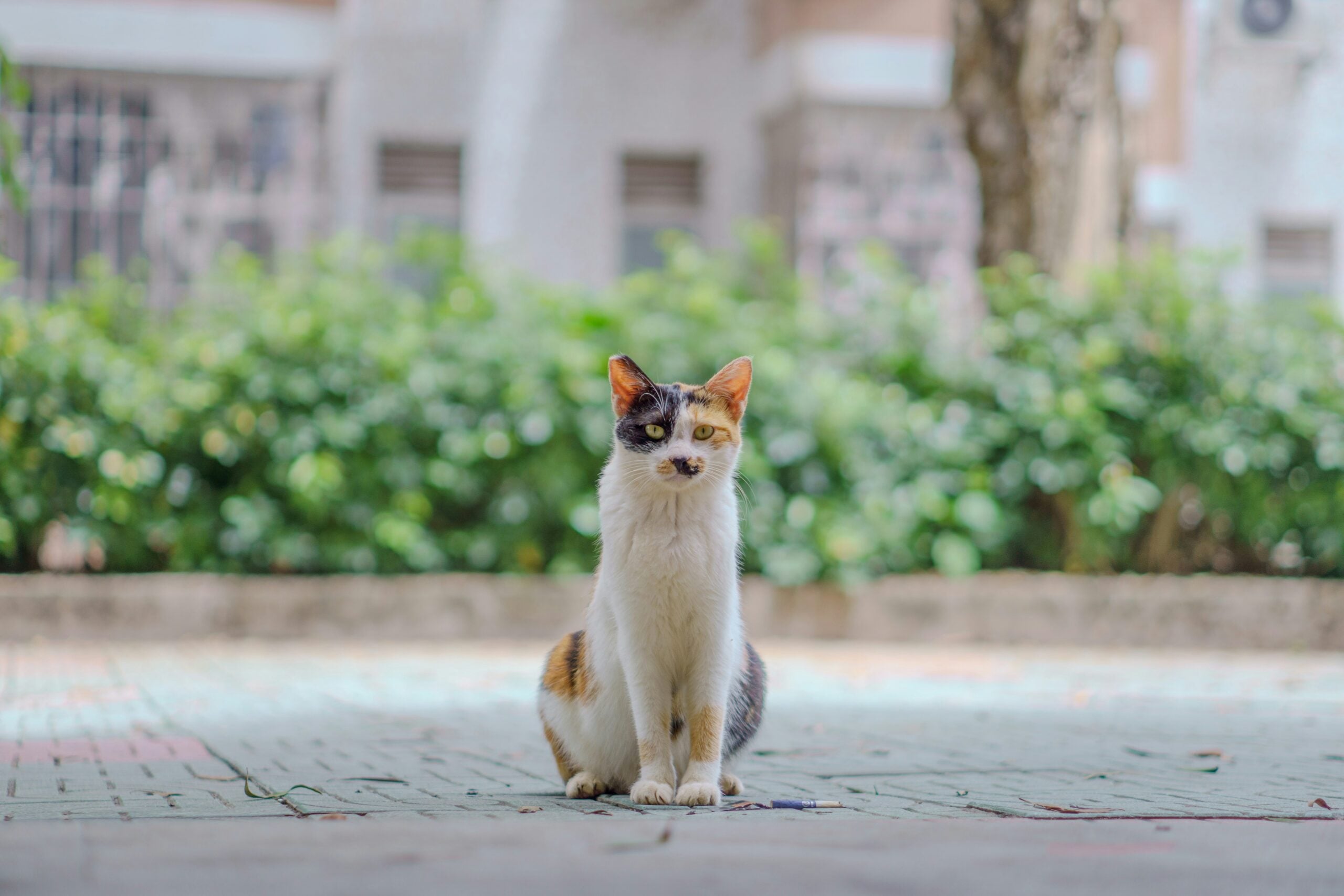 The Ultimate Guide to Trap Neuter Return (TNR) For Cats - Love Your Cat