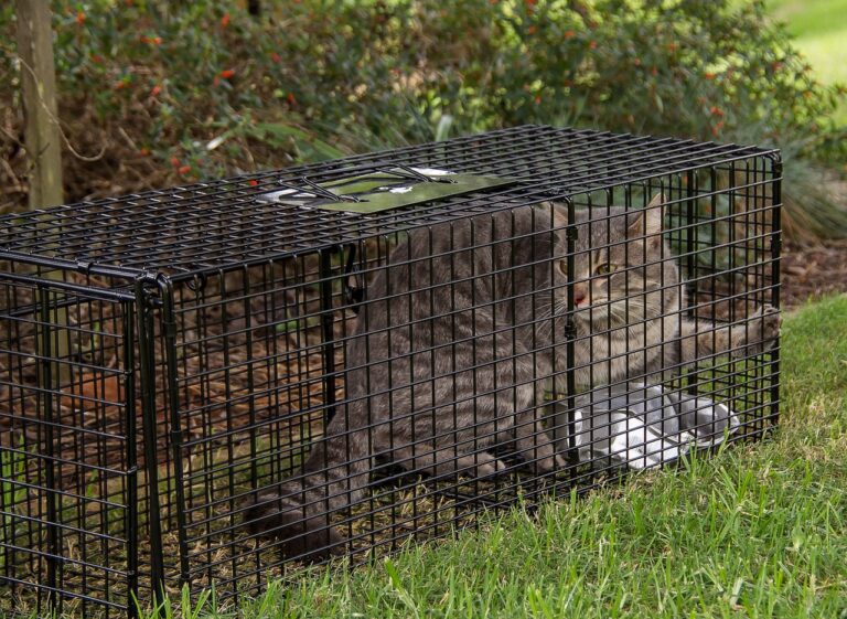 The Ultimate Guide to Trap Neuter Return (TNR) For Cats - Love Your Cat
