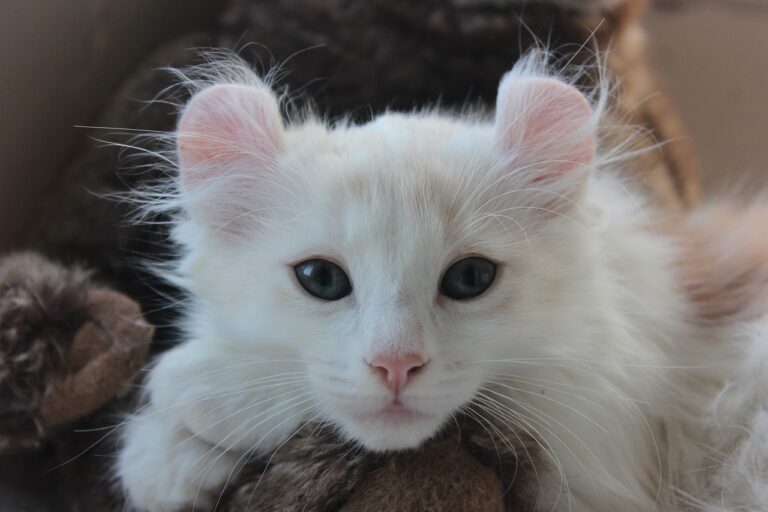 10+ Cats With Round Ears That Look Like Real-Life Plush Toys - Love ...