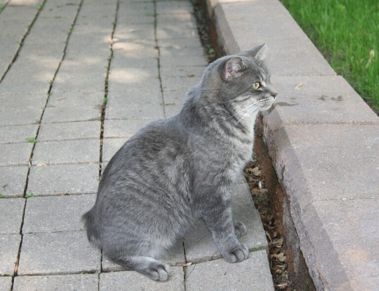 10+ Cats With Round Ears That Look Like Real-Life Plush Toys - Love ...