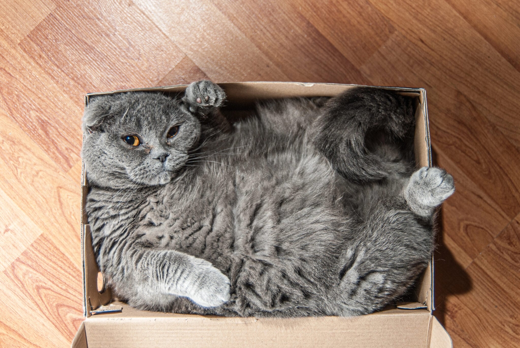 Why Do Cats Like Boxes? The Real Reasons Behind the Cardboard Obsession ...