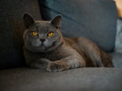 10+ Cats With Round Ears That Look Like Real-Life Plush Toys - Love ...