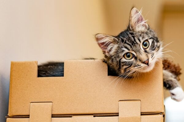 Why Do Cats Like Boxes? The Real Reasons Behind the Cardboard Obsession ...