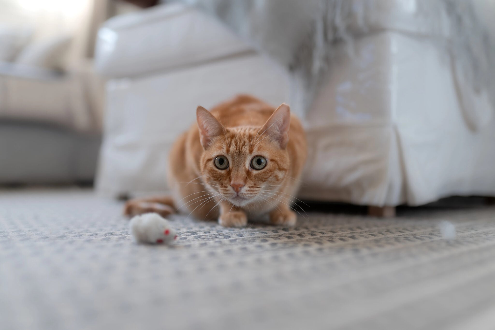 Why Does My Cat Bring Me Gifts? The Answer Is Surprisingly Sweet - Love ...